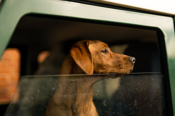 The Dog Den | Dog Travel Crate | Dog Cage | Working Dogs – Dog Den ...