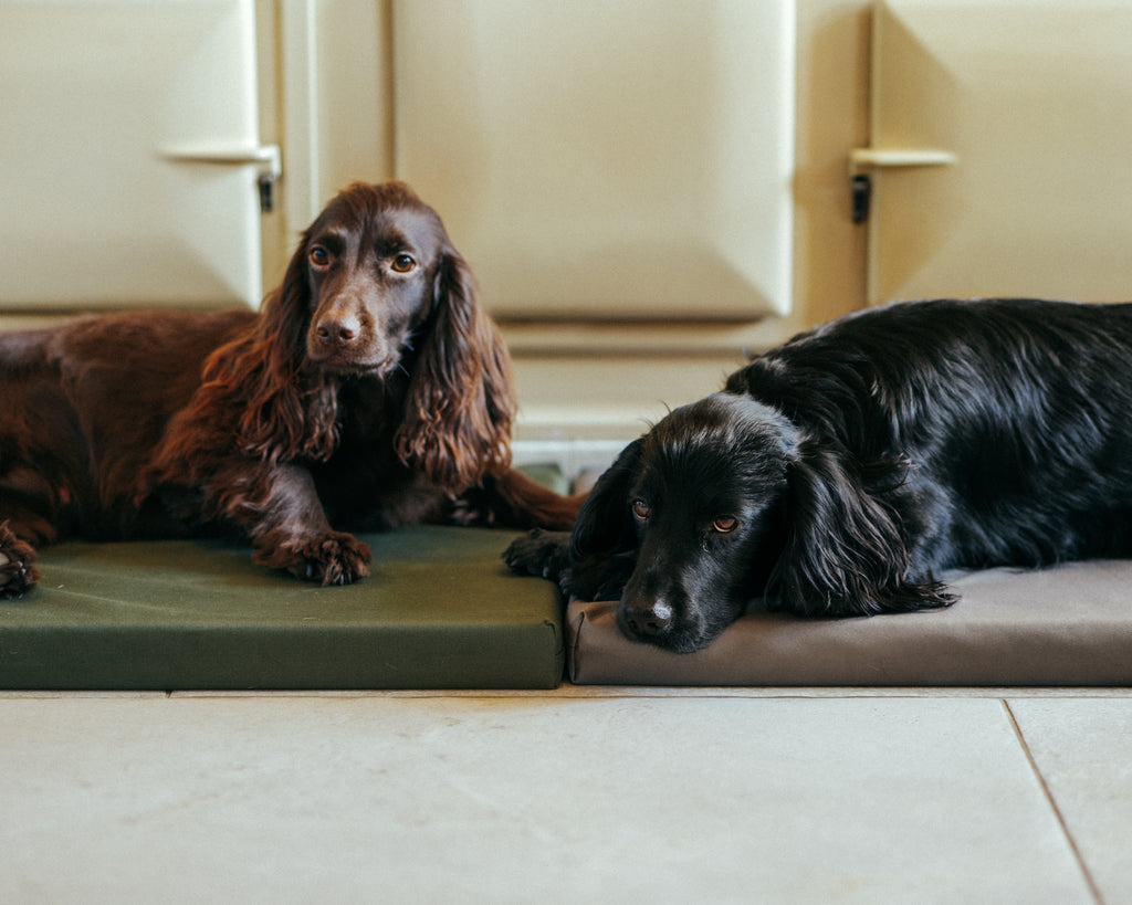 Dog Den | Travel Crate | Dog Box | Crash Tested